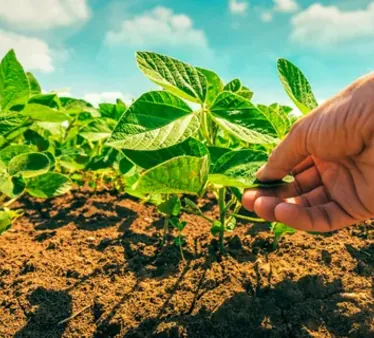 Farm Worker Job Description – Requirements, Salary, Jobs