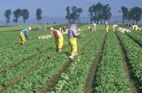 Farm Worker Job Description – Requirements, Salary, Jobs