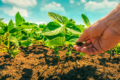 Farm Worker Job Description – Requirements, Salary, Jobs