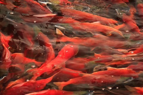 Hatchery Manager Job Description – Requirements, Salary, Jobs